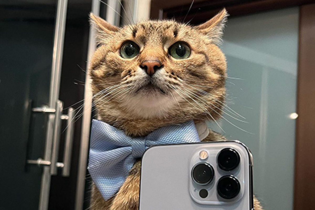 The famous cat Stepan from Kharkov collected 10 thousand dollars for ...